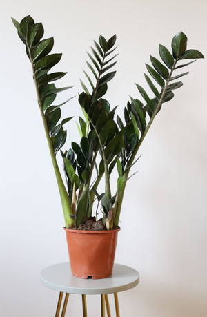 Zamioculcas zamiifolia Super Nova (ZZ Plant) reviews - Nicely Plant ...